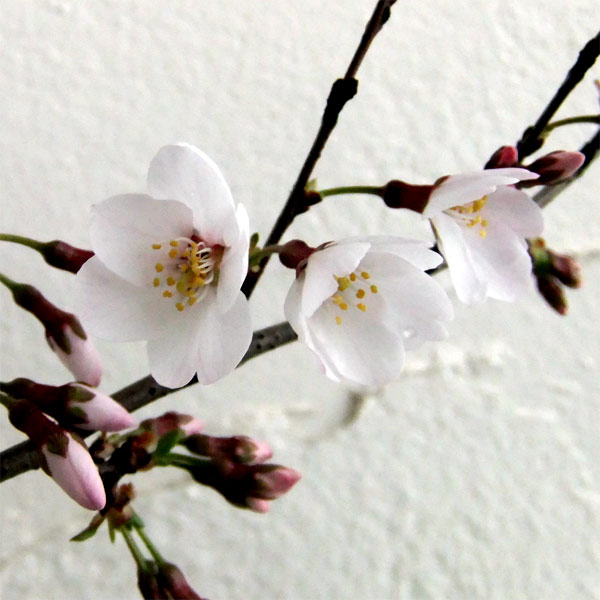 サクラ・エドヒガン系 シキザクラ花木 庭木の苗/桜：四季桜接木苗4〜5号ポット四季桜は春のお彼岸頃から4月にかけて、そして秋は10月〜12月にかけて開花する二季咲きの桜です。花色は白〜淡紅色です。豆桜と江戸彼岸桜の交配種といわれています。学...