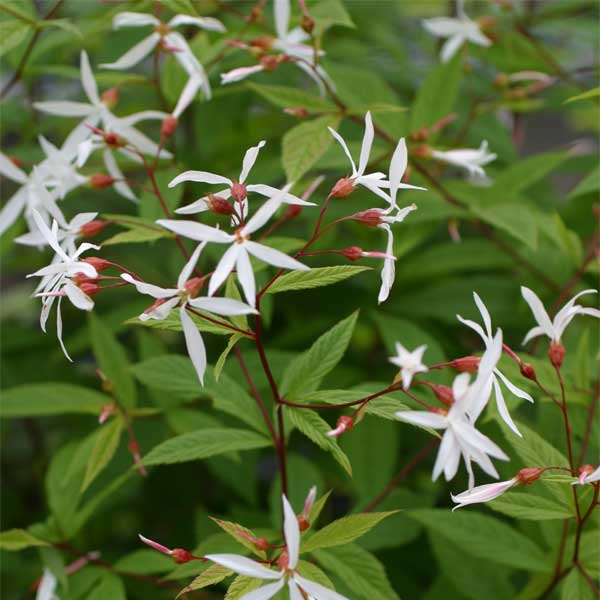 すっとした草姿に白花の美種山野草の苗/ミツバシモツケソウ（三つ葉下野草） 3号ポットミツバシモツケソウは北アメリカに自生する宿根草で、枝分かれする赤みがかった茎に、白〜ピンクがかった直径4cm前後の星型の花を咲かせます。葉が三角の整った草姿...