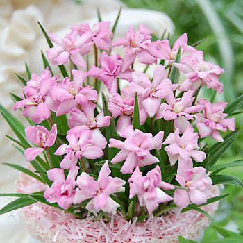 小型球根/アッツ桜（アッツザクラ）：八重咲き桃 2球入り珍しい八重咲き品種のアッツ桜、桃色のタイプです。春植えの珍種球根の中でも人気の品種で、星型の花が次々に咲きます。密植するとさらに愛らしさが引き立ちます。鉢植え、庭植え、ロックガーデンな...