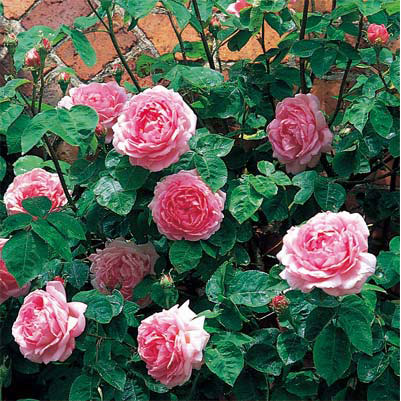 一季咲き・つるバラバラの苗/イングリッシュローズ デビッド・オースチン・ロージズ：コンスタンス・スプライ大苗6L角鉢植えよく伸び、強健で、素晴らしい強香を放つクライミングローズです。オールドローズの雰囲気を持つ荘厳なクリアピンクの美しいバラ...