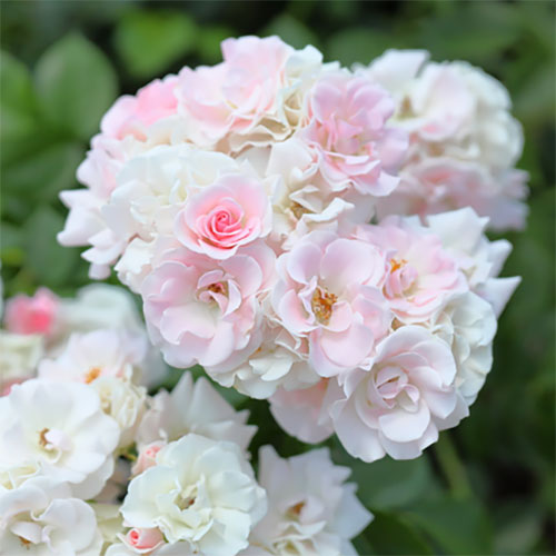 淡桃系の小輪八重多花性種 フロリバンダバラの苗/四季咲中輪バラ：セレッソ大苗セレッソは国内で作出されたフロリバンダ。数十輪の小輪八重の花がギュッとまとまり花束のように咲く様子が見事です。咲き始めはやさしいピンク、後に1週間かけて色が薄くなり...