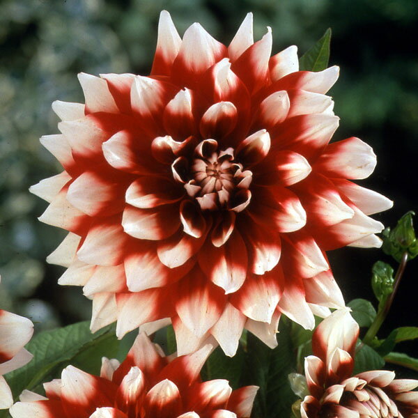 小型 個性的な花を咲かせるダリアの球根球根/ダリア：祝盃（赤に白）1球2色咲きのカラフルなダリアです。ダリアは群植すると、夏の花壇に華やかなポイントを作ってくれます。草丈が高く、長期間にわたってたくさん花を咲かせますので、花壇の後方中心に植...