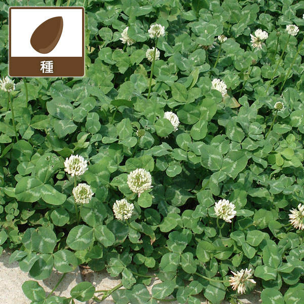 蜜源植物マメ科牧草：白クローバー（シロツメグサ）フィア 1kg[飼料用の中葉種 タネ・放牧地の混播利用]フィアは飼料用のクローバです。ニュージーランド産の中葉種で、葉の密度が高く、放牧地の混播利用に最適です。播種後の定着が良く、幅広い環境適...