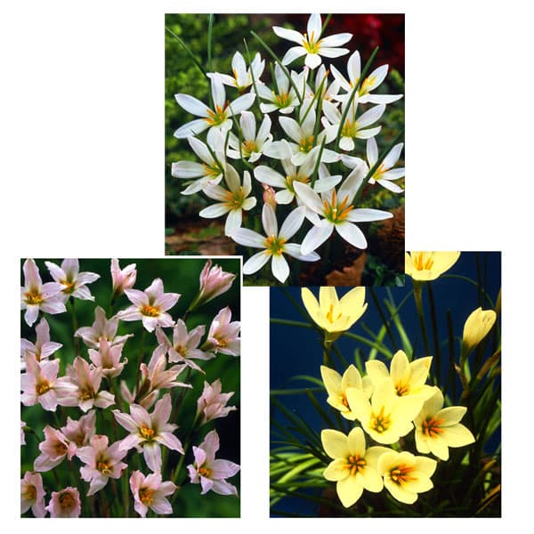 小型 タマスダレ球根/ゼフィランサス：3色ミックス（白・桃・黄）各10球入りレインリリーとも呼ばれ、雨後の翌日には花弁が伸びてきます。花壇の縁取りにまとめて植えるとより美しくなります。タイプ：中南米原産のヒガンバナ科の球根植物植え付け適期：...