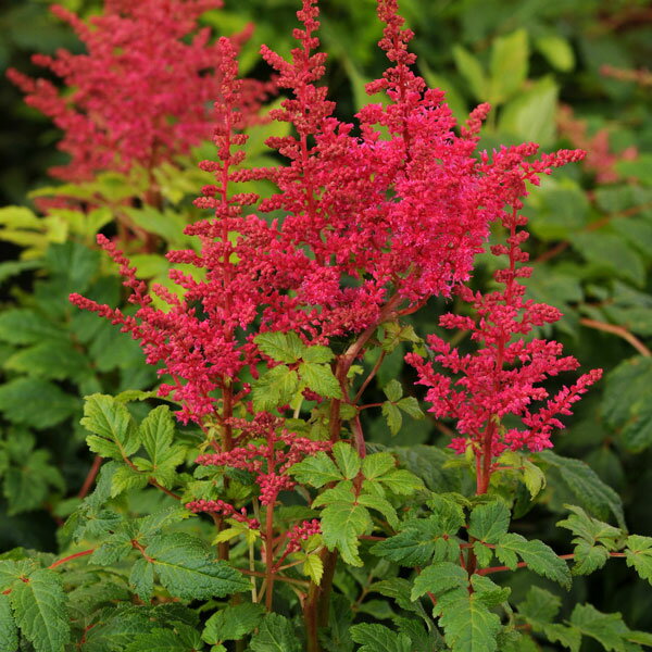 5〜6月開花 鮮やかなカーマインレッドの花 半日陰に向く宿根草草花の苗/[棚卸セール]アスチルベ：ユニーク・カーマイン6号ポット★入荷から日数が経ったためセール価格となりました。商品の状態は画像と異なる場合があります。★コンパクトで鉢植えに...