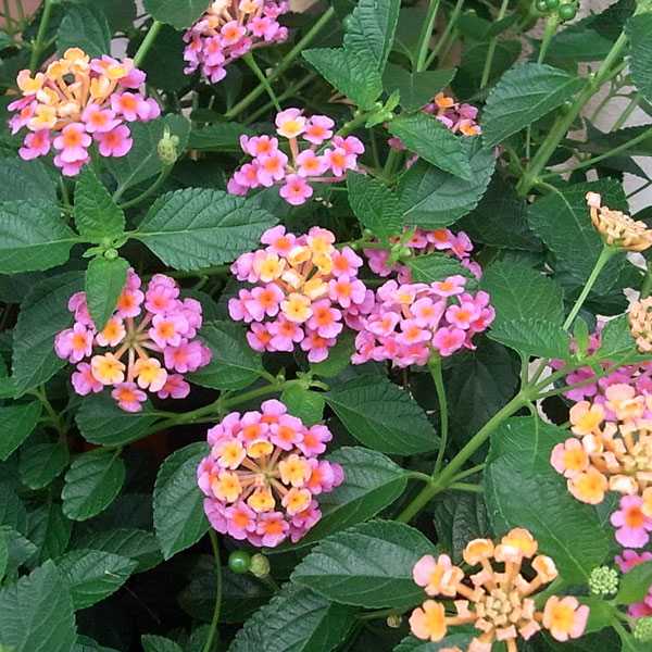 コバノランタナの園芸品種 小林花卉オリジナル草花の苗/ランタナ：シャンデリーナ オレンジピンク3.5号ポット★入荷から日数が経ったためセール価格となりました。商品の状態は画像と異なる場合があります。★ピンクとオレンジのかわいいバイカラーの花...