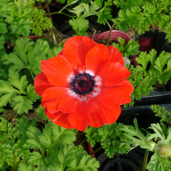 冬の花壇のヒーロー誕生！寒さにも強い大輪のアネモネ草花の苗/アネモネ：ポルト スカーレット3.5号ポット2株セット★入荷から日数が経ったためセール価格となりました。商品の状態は画像と異なる場合があります。★冬の花壇のヒーロー誕生！ポルトは花...