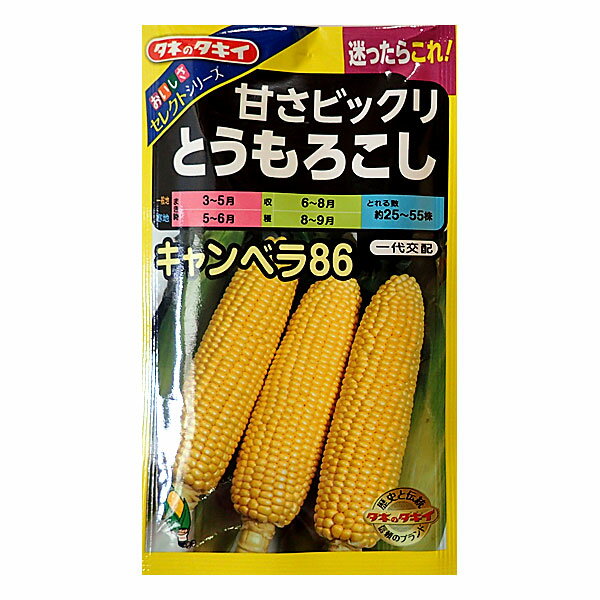 タネ・小袋 春〜初夏まきトウモロコシ：甘さビックリ一代交配キャンベラ86[タキイ 野菜タネ]話題のバイカラーコーン以上に甘みが強く、生でもおいしい品質極上の黄色粒種です。熟期は中早生で、一般地のマルチ直播栽培では約86日で収穫できます。穂は...