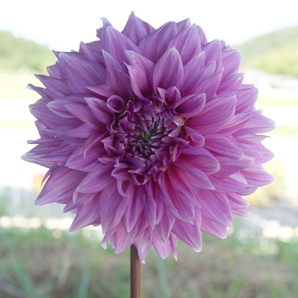 小型 花径約20cmの巨大輪咲きダリア球根/ダリア ：ミスターフジノ 1球入り切花として人気のあるダリアの球根です。1球から30本以上の切花を楽しむことができます。桃紫色のミスターフジノは大輪のカクタス咲きタイプ。背丈も高くボリューム満点で...