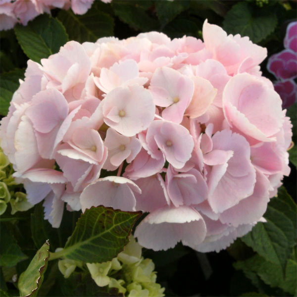 ハイドランジア（わけあり特価）アジサイ：HBA ピンクセンセーション5号鉢植え★花が咲き進んでいるため特価です。ギフトにはご利用いただけません。花を切り戻してのお届けとなる場合があります★★入荷から日数が経ったためセール価格となりました。商...