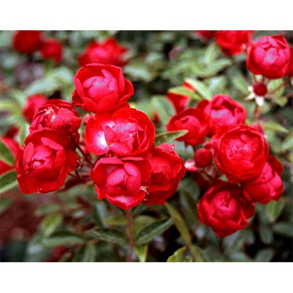 返り咲き コロンとした花が可愛いバラの苗/つるバラ（ミニタイプ）：紅玉（こうぎょく）大苗紅玉はコロコロとした愛らしい花が一面に咲くツルバラ「珠玉」の枝変わりで、花色が濃赤色です。「珠玉」とほぼ同質の性質を持ち、球状の深いカップ状の花は大房に...