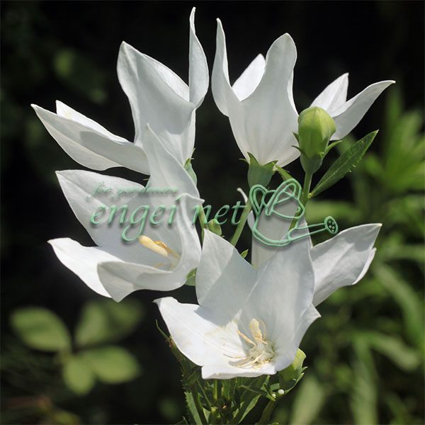 夏に咲く和の花 切り花、茶花に山野草の苗/キキョウ(桔梗）：白花3号ポット万葉の時代から愛され、秋の七草に数えられる和の花ですが、開花は7月から9月です。清楚な雰囲気が魅力です。耐寒性の強い強健な宿根草で、どんな土地でもよく育ちます。切花や...