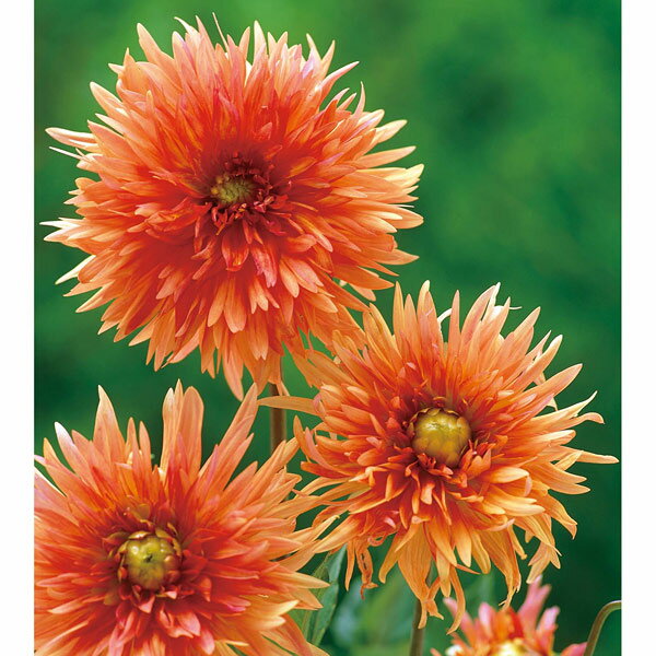 小型球根/ダリア：P.H.C（中輪切花用）1球入り開花期が長く1球から20本以上の切花がとれます。最も扱いやすい中輪切花向きの品種です。タイプ：キク科の非耐寒性の球根植物草丈：60〜100cm開花期：6〜10月植付け適期：3〜6月用途：庭植...