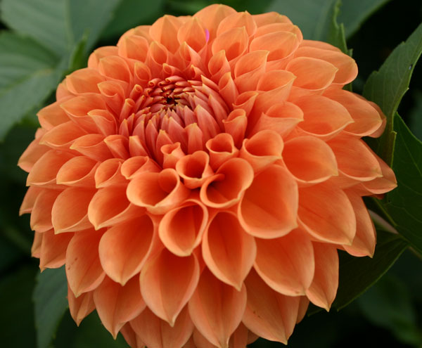 小型 秋田国際ダリア園球根/ダリアの球根：（中輪）ハミルトンジュニア1球著名なダリアの育種家であり、秋田国際ダリア園の代表である鷲澤幸治氏の作出品種。ハミルトンジュニアは、ハミルトンリリアンを親に持つ品種で、ひとまわり小さくした品種。美しい...