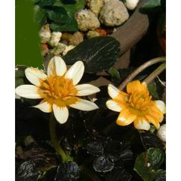 姫リュウキンカ山野草の苗/ヒメリュウキンカ：カッパーノブ2.5号ポット★入荷から日数が経ったためセール価格となりました。商品の状態は画像と異なる場合があります。★立ち上がった茎の先に黄金色の花をつけることから「立金花（リュウキンカ）」という...