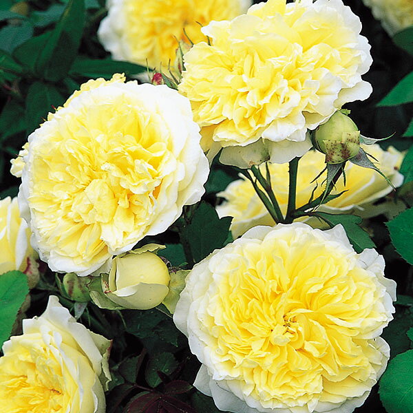 クリームイエローの四季咲きシュラブ・つるバラにバラの苗/イングリッシュローズ デビッド・オースチン・ロージズ：ザ・ピルグリム大苗6L角鉢植え完ぺきというほど整った姿をしたバラのひとつです。かなり大きめのシャローカップ咲きで、ロゼット状に花び...