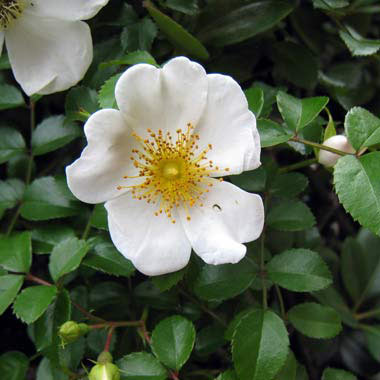 照葉野薔薇・ロサ ウィクライアナバラの苗/バラ（原種）：テリハノイバラ3.5号ポット全国の日当たりの良い山野や海岸に自生するテリハノイバラ（照葉野薔薇・ロサ　ウィクライアナ）。葉に光沢があり、地を這うように枝を伸ばします。5月頃に一輪ずつ咲...
