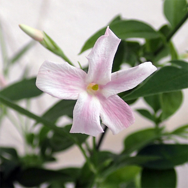 淡いピンクの芳香花を咲かせるジャスミン草花の苗/ジャスミン：ステファネンセ3号ポット 6株セット香りのよさ、花の美しさで人気のジャスミン。この品種は、中国南西部原産で、愛らしいピンクの芳香小花をたくさんつけます。生育旺盛で、つるが巻きつくの...