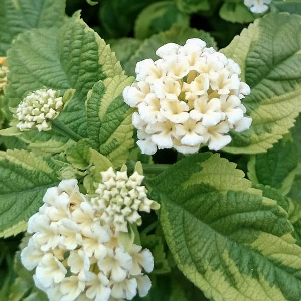 草花の苗/ランタナ：斑入りクリーム3号ポット2株セットランタナは小さな花が半球状に集まって、長期間たくさん咲き続けるので、花壇や鉢植えでとても楽しめる花です。斑入りクリームは黄色の斑入り葉にクリーム色の花の組み合わせがソフトな印象です。生育...