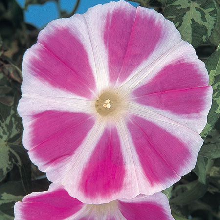 斑入り葉に曜白タイプのすっきりした花・普通の朝顔より長く咲く品種草花の苗/アサガオ（朝顔）：手まりシリーズ 京の手まり3.5号ポット3株セット★入荷から日数が経ったためセール価格となりました。商品の状態は画像と異なる場合があります。★人気の...