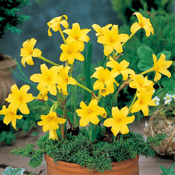 小型 香りの球根植物 春植え球根球根/クリダンサス（黄）2球入り春植え球根の中でも、香りの良い品種をセレクトしました。是非お花と香りの両方をお楽しみ下さい。クリダンサスはペルー原産に自生する球根植物で、花を咲かせるまでに少し時間と手間がかか...