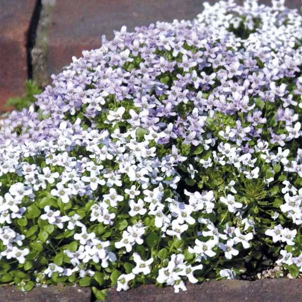 12月〜4月開花 寒い時期に咲く薄紫の可憐な花 イオノプシジューム NHK趣味の園芸26年2月号掲載草花の苗/イオノプシジウム（バイオレットクレス）2.5-3.5号ポットイオノプシジウムは、ポルトガル原産の草花です。「ヒメムラサキハナナ」「...