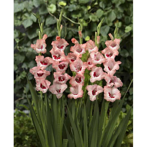 小型 春植え球根球根/グラジオラス：ダッチパレード 5球入り夏の花壇を華やかに彩ってくれるグラジオラス。原種の交配や品種改が重ねられ、多彩な色あわせでガーデンの奥行きを演出します。華やかな色の競演をお楽しみください。切花にもおすすめです。ダ...