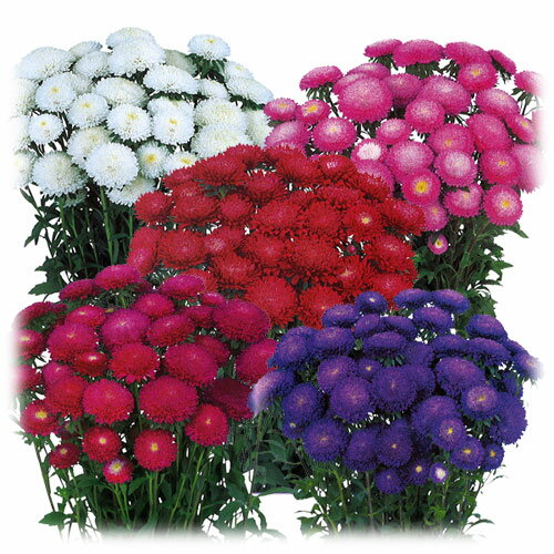 洋風なアレンジに！草花の苗/[送料無料]アスター：ぽんぽん咲きおまかせ花色ミックス3号ポット28株セットポンポン咲きの半八重アスター。鮮やかな花をたくさん咲かせ、花壇や洋風のアレンジに最適です。★花色および本数は見計らいミックスとなります。...