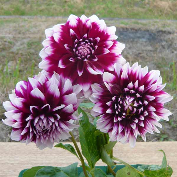 小型 花径約20cmの巨大輪咲きダリア球根/[26年3月中下旬予約]ダリア：ロイスワルシャ（赤紫に白）1球入り抜群の存在感を示す巨大輪咲き、花径の平均が20cmとダイナミック！ロイスワルシャは、赤紫色の花弁に先端部分が白くなるタイプです。タ...