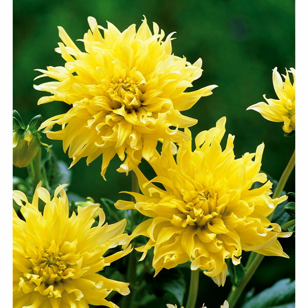 小型球根/[26年3月中下旬予約]ダリア：スイセイ（中大輪切花用）1球入り開花期が長く1球から20本以上の切花がとれます。最も扱いやすい中輪切花向きの品種です。タイプ：キク科の非耐寒性の球根植物草丈：60〜100cm開花期：6〜10月植付け...