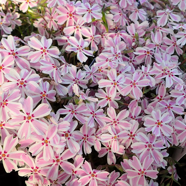 キャンディストライプ 4月〜5月開花 暑さ寒さに強いグランドカバーの定番多年草[26年8月下旬予約]シバザクラ（芝桜） ：タマノナガレ(多摩の流れ）3号ポット4〜5月にかけて紫の花を咲かせる芝桜。グランドカバーとして人気ですが、これは珍しい...