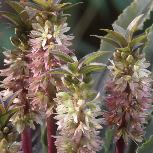 小型 香りの球根植物球根/[26年3月中下旬予約]ユーコミス（パイナップルリリー）：オパール1球入り春植え球根の中でも、香りの良い品種をセレクトしました。是非お花と香りの両方をお楽しみ下さい。ユーコミスは南アフリカ原産で別名を「パイナップル...