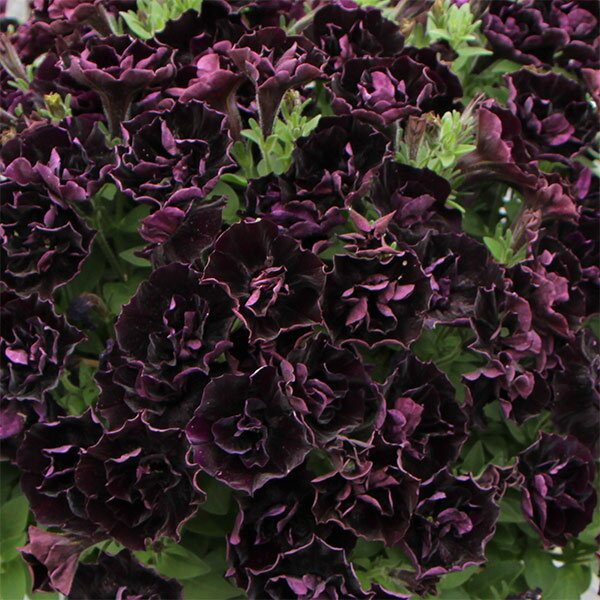 栄養系 Hanayoshi（花芳）さんオリジナル草花の苗/[26年4月上旬予約]ペチュニア：ジュリエット ブラック3.5号ポット可憐な八重咲きのペチュニア。ベルベット地のような質感とブラック系のシックな花色が大人の雰囲気。気温によって変化す...