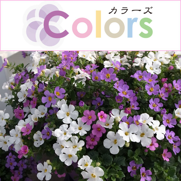 そのまま3色の寄せ植えになる！草花の苗/[26年3月中下旬予約]カラーズ：ステラ（バコパ）Aミックス3.5号ポット丈夫で花付きの良いステラ（バコパ）。カラフルな3色のミックス植え苗です。可愛い小花があふれるように咲き、早春から初夏、秋から冬...