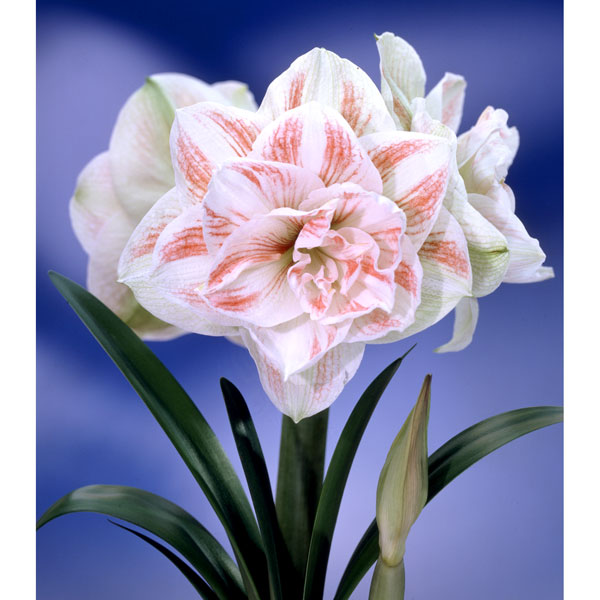 春植え球根・豪華な花姿が楽しめる！球根/[26年3月中下旬予約]アマリリス：ニンフ1球（八重咲き大輪）春の球根の王様と言われるアマリリス。中輪の多い八重咲き品種の中で、大人の手の平くらいの見事な大輪を咲かせる品種です。豪華な花姿をお楽しみく...