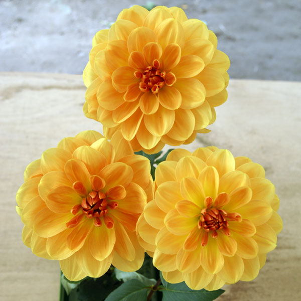 小型 1球から30本前後の花が咲く！切花向き球根/[26年3月中下旬予約]ダリア：小舟（こぶね） 1球入り切花として人気のあるダリアの球根です。上手に育てると1球から30本以上の切花を楽しむことができます。ボーダーガーデンのやや手前への植え...