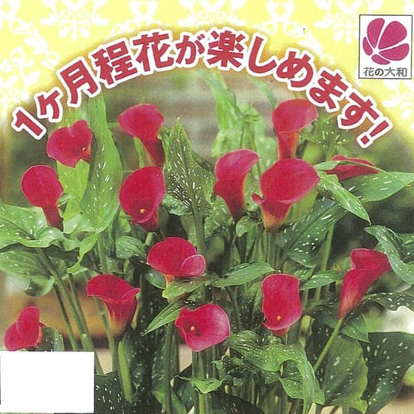 小型 たくさん花が咲く！1球で10輪前後の花を咲かせる特大球根球根/[26年3月中下旬予約]カラー：レッド1球入りカラーの中でも10輪前後と花をたくさん咲かせることができる球根サイズ・品質及び品種をセレクトしました。鉢植え、切花、ブーケにお...