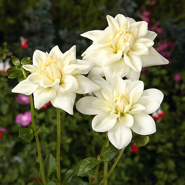 小型 1球から30本前後の花が咲く！切花向き球根/[26年3月中下旬予約]ダリア：初雪（はつゆき）1球入り切り花として人気のあるダリア。1球から30本以上の切り花を楽しむ事ができます。初雪は中輪の白花です。草丈：100〜120cmタイプ：キ...