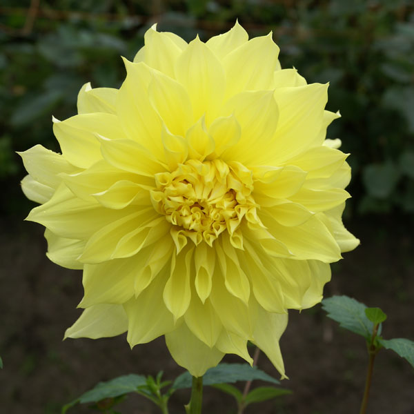 小型 花径30cm以上！ 春植え球根球根/[26年3月中下旬予約]超巨大輪ダリア：クロイドンエース（黄）1球入り花径が平均30cm以上もある大きな花を咲かせる超巨大輪咲きダリア。近年アレンジメントにもよく利用されており、人気急上昇中のダリア...