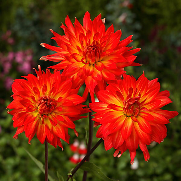 小型 1球から30本前後の花が咲く！切花向き球根/[26年3月中下旬予約]ダリア：舞猩々（まいしょうじょう）1球入り切り花として人気のあるダリアで、1球から30本以上の切り花を楽しむことができます。タイプ：キク科の非耐寒性の球根植物草丈：7...