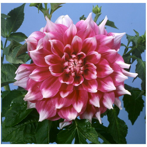 小型 りんしょう 花径約20cmの巨大輪咲きダリア球根/[26年3月中下旬予約]ダリア：輪唱（濃桃に白）1球入り抜群の存在感を示す巨大輪咲き、花径の平均が20cmとダイナミック！輪唱は、濃桃色の花弁に先端部分が白くなるタイプです。タイプ：キ...