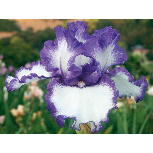さわやかな甘い香りのする芳香種 巨大輪草花の苗/[26年9月中下旬予約]ジャーマンアイリス：クラシックルック3.5号ポット光あふれる虹の花、ジャーマンアイリス。農薬・化学肥料不使用の自然農法で育てた元気な株です！地中海地方原産で、花上部のひ...