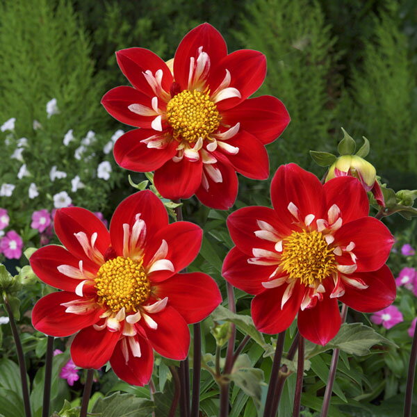 小型 2色咲人気品種 1球から30本前後の花が咲く！切花向き球根/[26年3月中下旬予約]ダリア：陽加（はるか）1球入り切り花として人気のあるダリア。1球から30本以上の切り花を楽しむ事ができます。陽加（はるか）は中赤と白のコントラストがき...