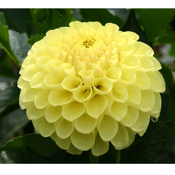 小型 まん丸のかわいい花球根/[26年3月中下旬予約]ダリア（ボール咲き）：美月1球入り人気のダリアの球根です。ダリアは一般的に、5cm前後の花径のものを「ポンポン咲き」それ以上のものを「ボール咲き」といいます。まん丸の大きな花が魅力です。...