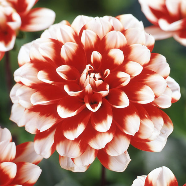 小型 1球から30本前後の花が咲く！切花向き球根/[26年3月中下旬予約]ダリア：花の宴（はなのえん）1球入り切花として人気のあるダリアの球根です。上手に育てると1球から30本以上の切花を楽しむことができます。ボーダーガーデンのやや手前への...