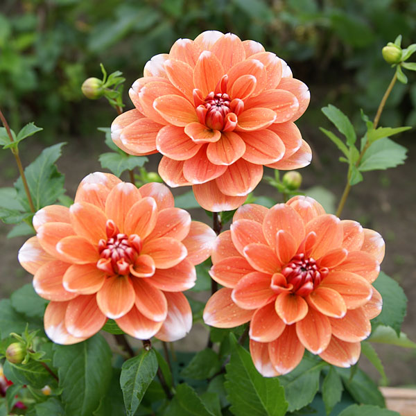 小型 1球から30本前後の花が咲く！切花向き球根/[26年3月中下旬予約]ダリア：清雲（せいうん）1球入り切り花として人気のあるダリアで、1球から30本以上の切り花を楽しむことができます。タイプ：キク科の非耐寒性の球根植物草丈：70〜150...