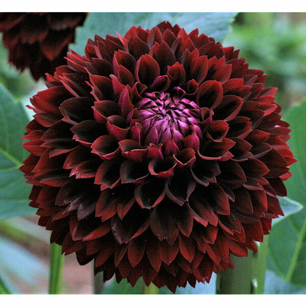 小型 秋田国際ダリア園球根/[26年3月中下旬予約]ダリアの球根：（ボール咲き中型）ポンポンショコラ1球深みのある黒赤系ダリア。見ごたえのある花色とかたちで、切り花にも向いています。鷲澤氏作出品種。日本最大のダリア園「秋田国際ダリア園」から...