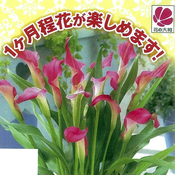 小型 たくさん花が咲く！1球で10輪前後の花を咲かせる特大球根球根/[26年3月中下旬予約]カラー：ピンク1球入りカラーの中でも10輪前後と花をたくさん咲かせることができる球根サイズ・品質及び品種をセレクトしました。植付け適期：3月〜5月開...
