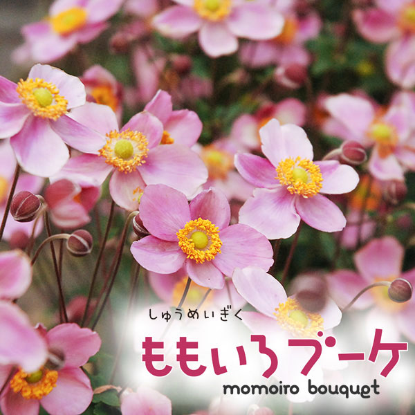 わい性・細葉タイプ・庭植えにおすすめ草花の苗/[26年8月下旬予約]シュウメイギク（秋明菊）：ももいろブーケ5号鉢植え秋の花として人気のシュウメイギク（秋明菊）。「ももいろブーケ」は、クリスマスローズの育種で有名な大和園さんのオリジナル品種...