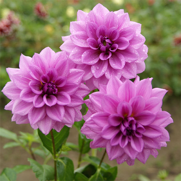 小型 1球から30本前後の花が咲く！切花向き球根/[26年3月中下旬予約]ダリア：秘境（ひきょう）1球入り切花として人気のあるダリアの球根です。上手に育てると1球から30本以上の切花を楽しむことができます。ボーダーガーデンのやや手前への植え...